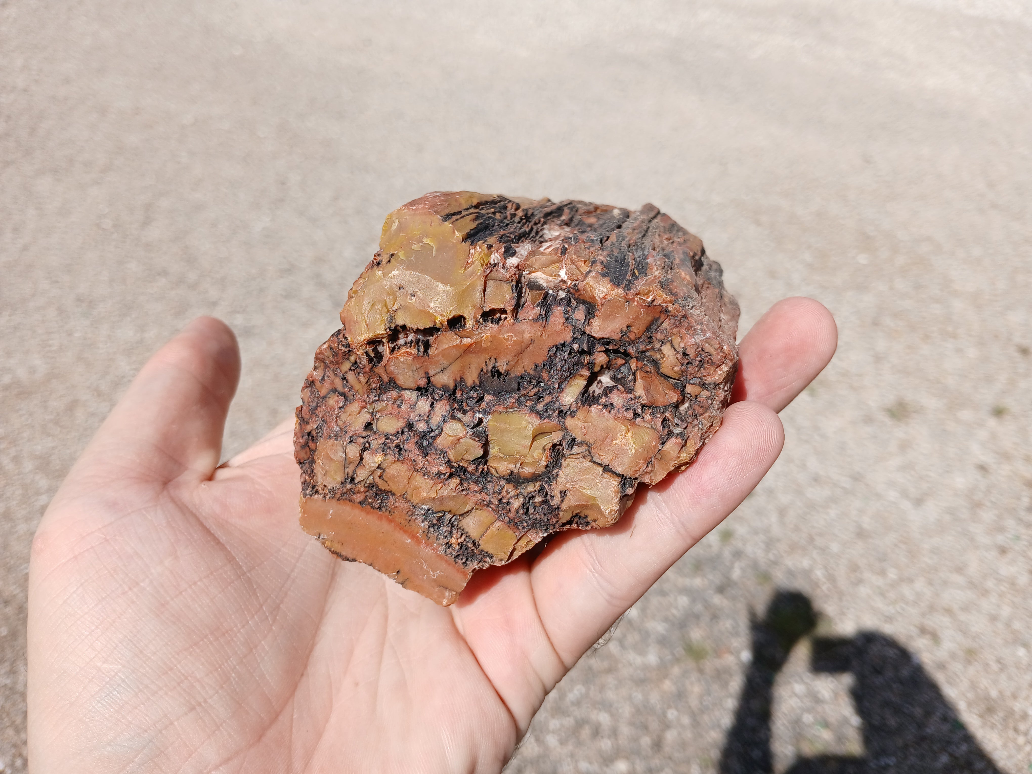 Nazlini Petrified Wood – Mooney Fine Mineral